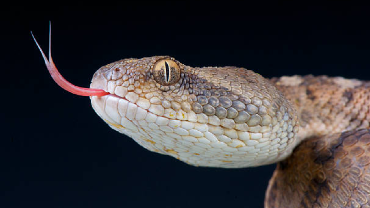 What do snake droppings look like? How to identify them and what to do next