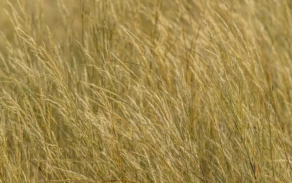 Ornamental grasses that transform your garden