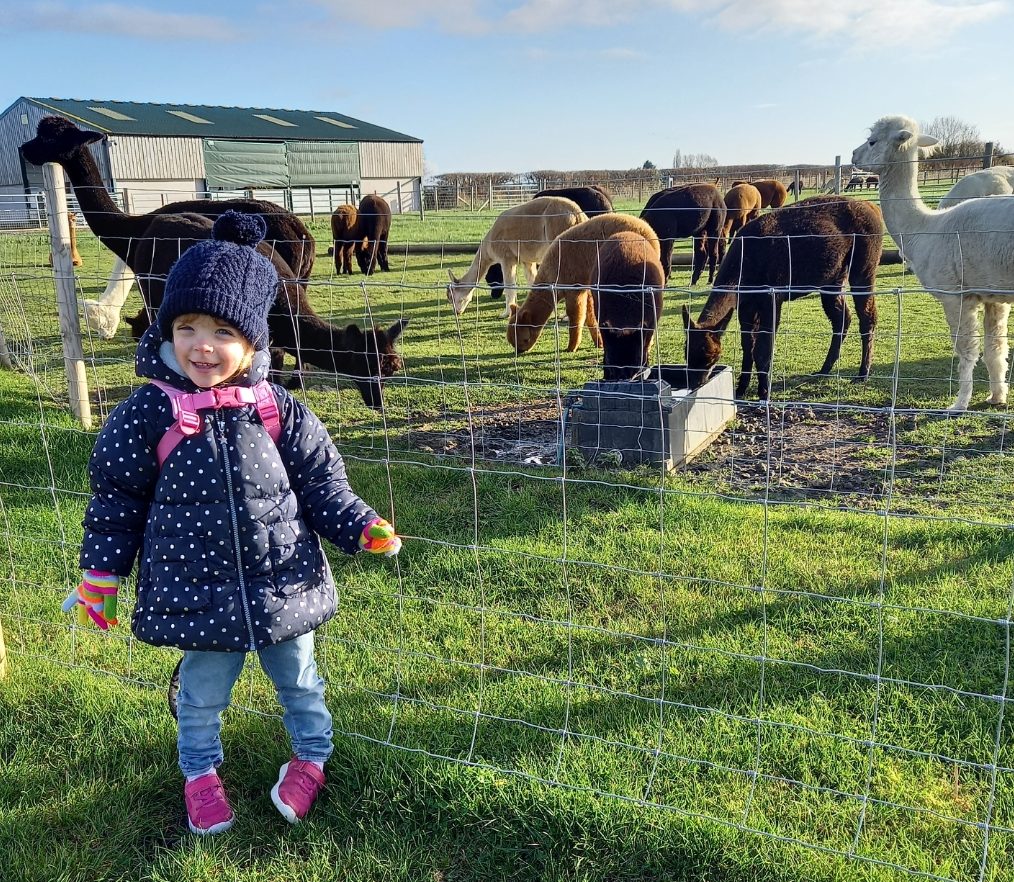 After a freak accident at the alpaca farm my toddler was diagnosed with ...