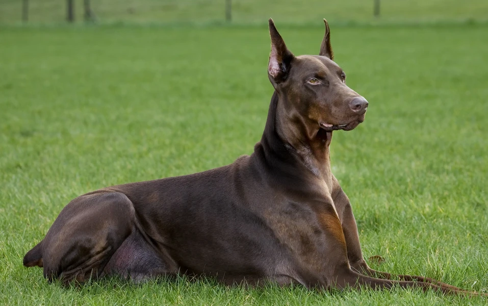 Living with a modern Doberman today