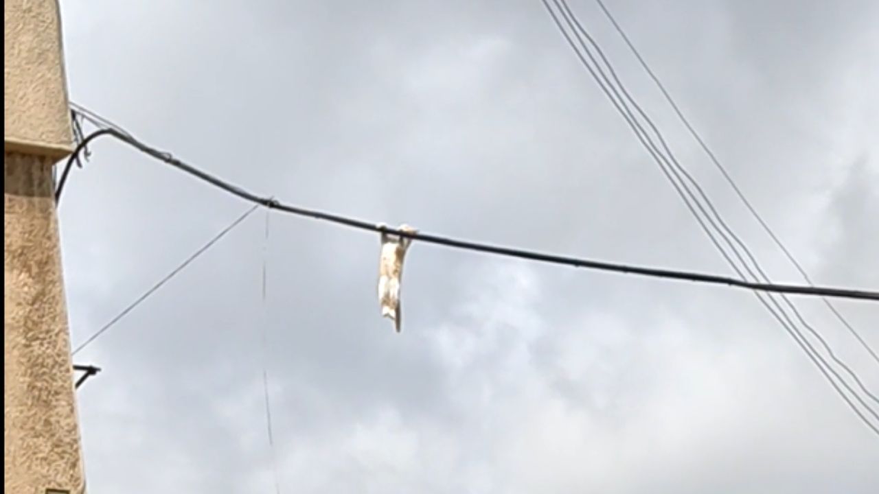Students swiftly come to the aid of a kitten hanging above ground