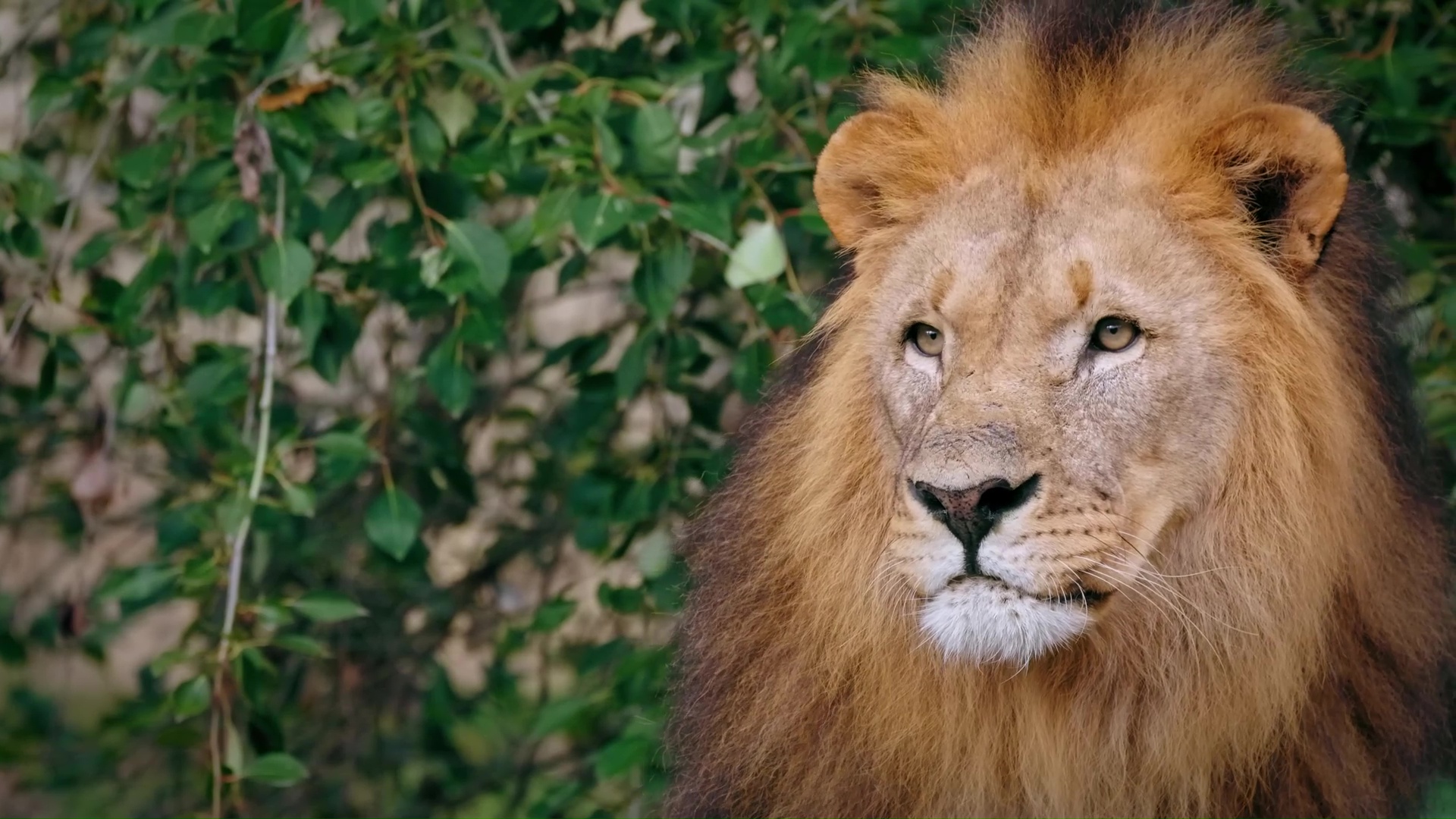 Zeldzaam wildmoment van een leeuw die zijn territorium bewaakt