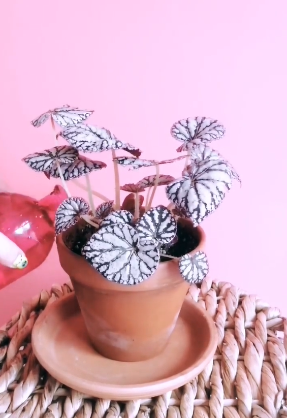 Watering day for begonia silver dollar: Care tips for healthy growth