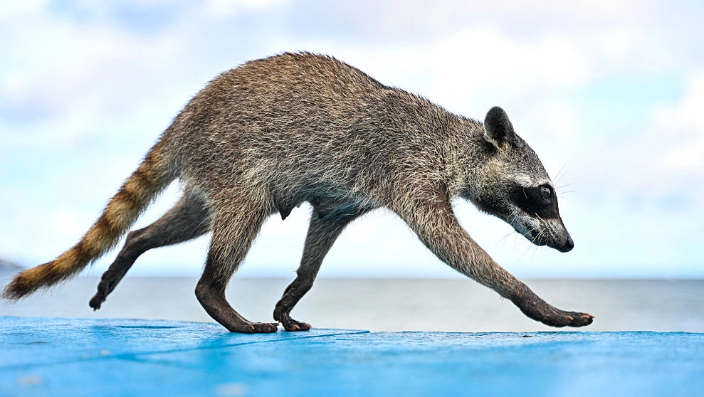 19 heartwarming and unusual animal stories