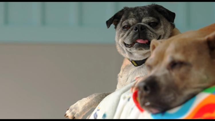 A promise to Pepper: Littleton sanctuary offers senior dogs a second ...
