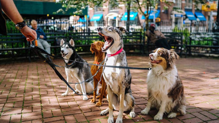 Si colocamos a un animal inseguro en una parcela con 30 perros más, no ...