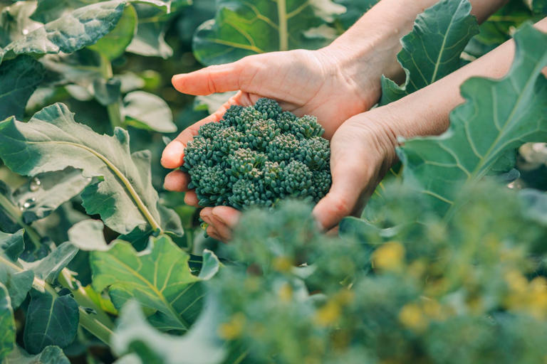 16 vegetables to sow in June for bumper harvests, from speedy salad ...