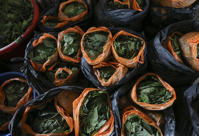 Rental house used as ketum processing 'lab' busted in Pasir Mas raid