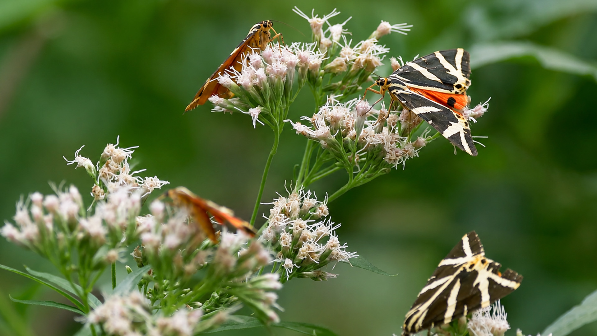 Tiny winged visitors turn this meadow into a busy feeding station