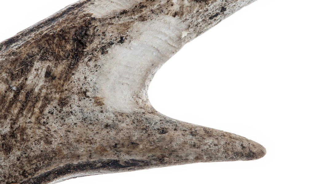 Mesolithic antlers as tools and ritual objects