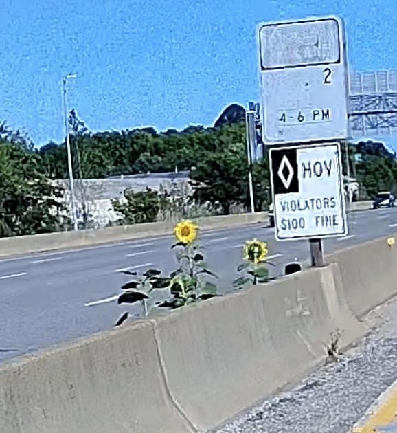 VDOT removes sunflowers on I-564 for safety reasons