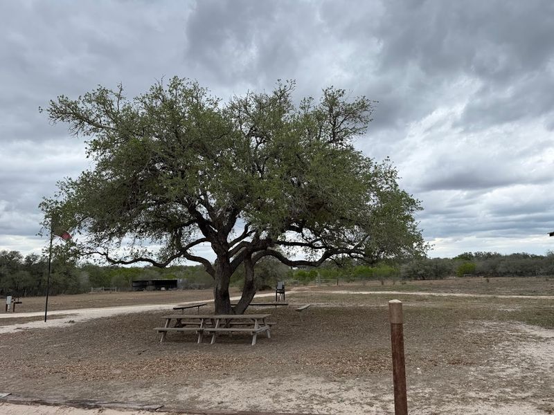 People walk into this Texas cafe planning to eat light and instantly ...
