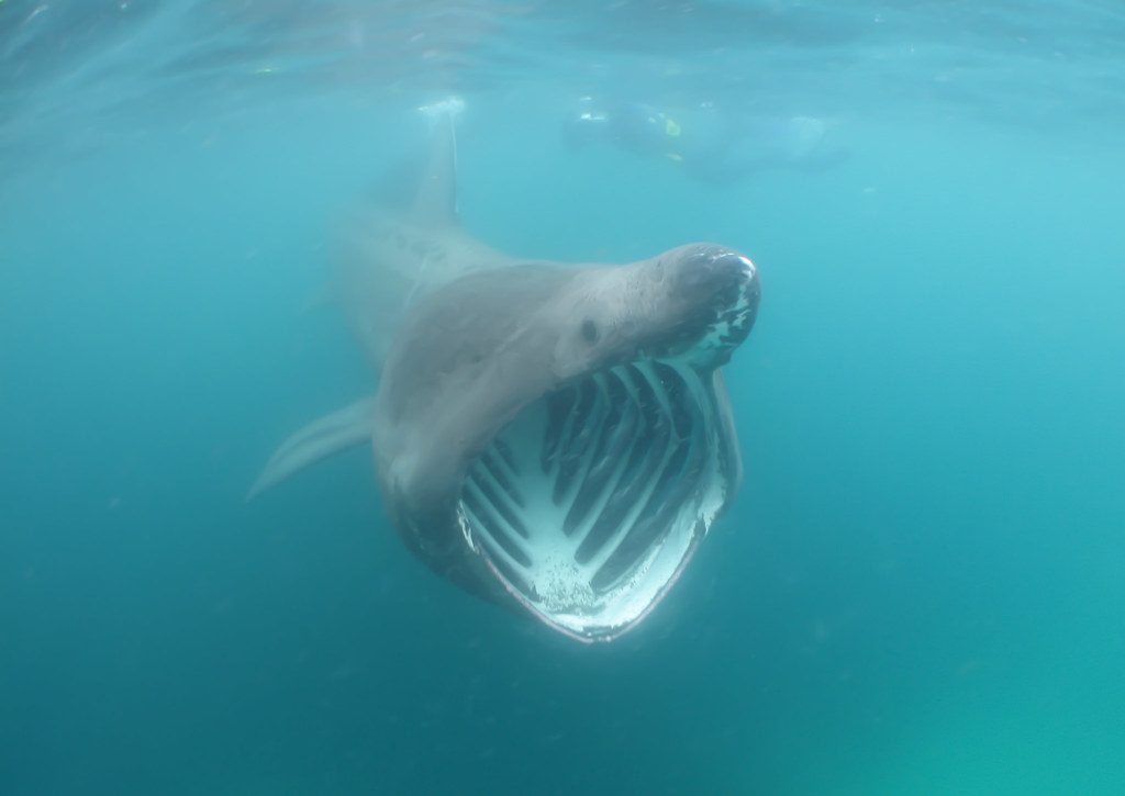 Basking shark spotted off San Diego looks like it belongs in a museum