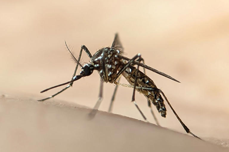 32 million 'good mosquitoes' may be released in 2 states as part of ...