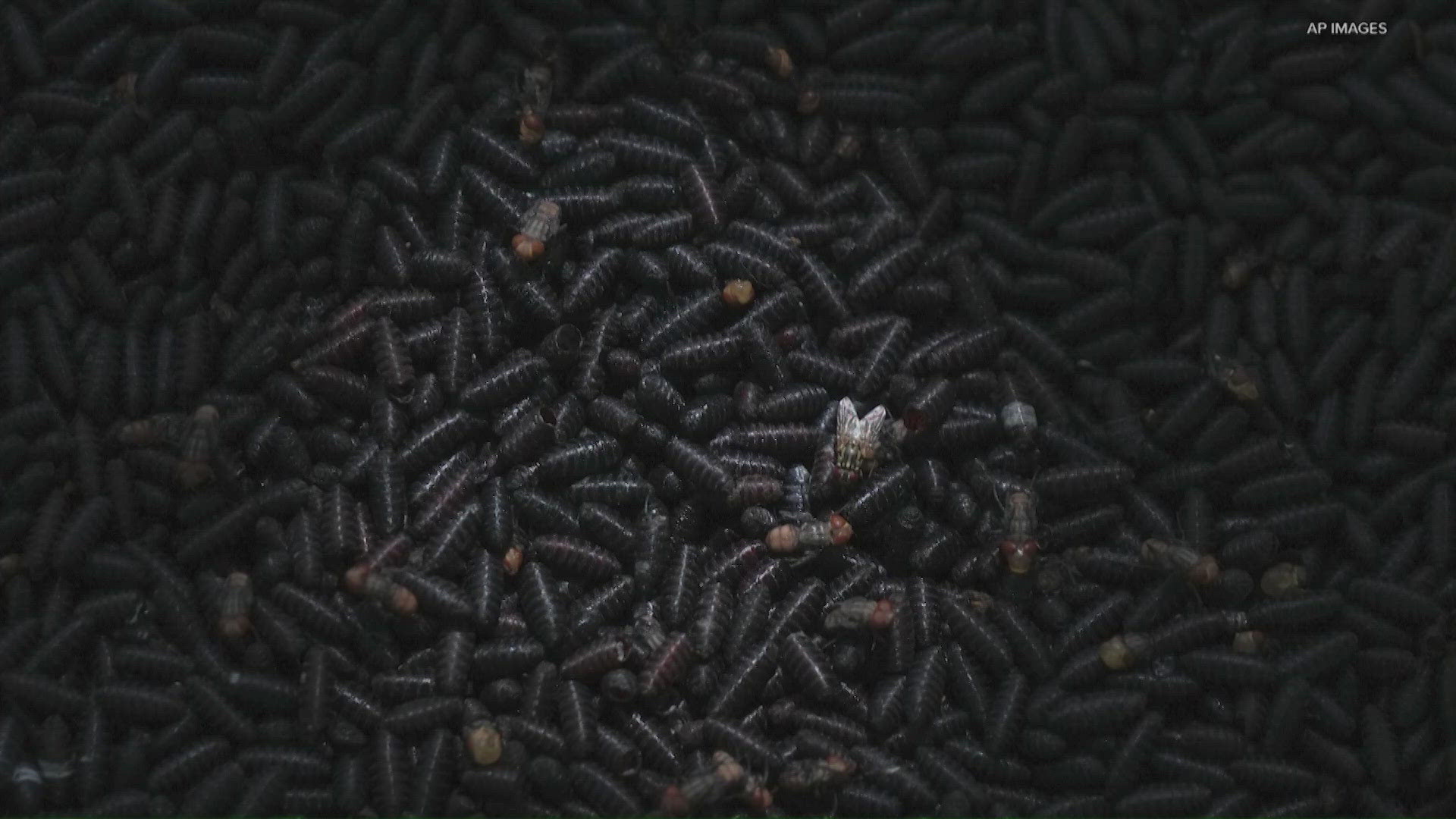 New screwworm cases identified closer to Texas border