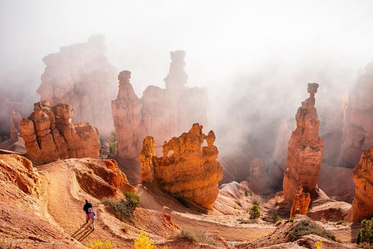These 50-million-year-old giants are taller than the Statue of Liberty ...