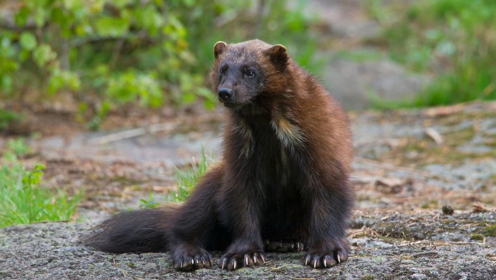 5 US states with the most wolverines
