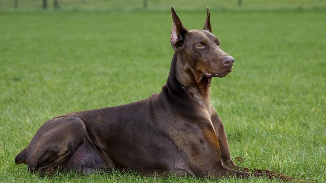 10 dog breeds with the most intense stares