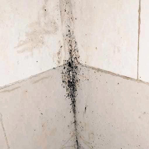 Victoria bedbug nightmare: Management claims issue resolved