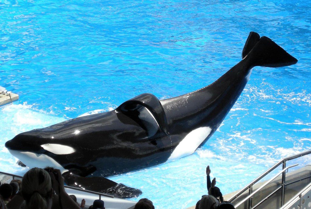 The orca grabbed her ponytail and what happened next shocked the crowd