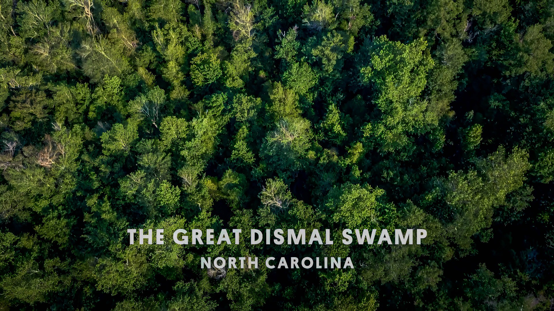 Inside the Great Dismal Swamp, hidden communities of resistance