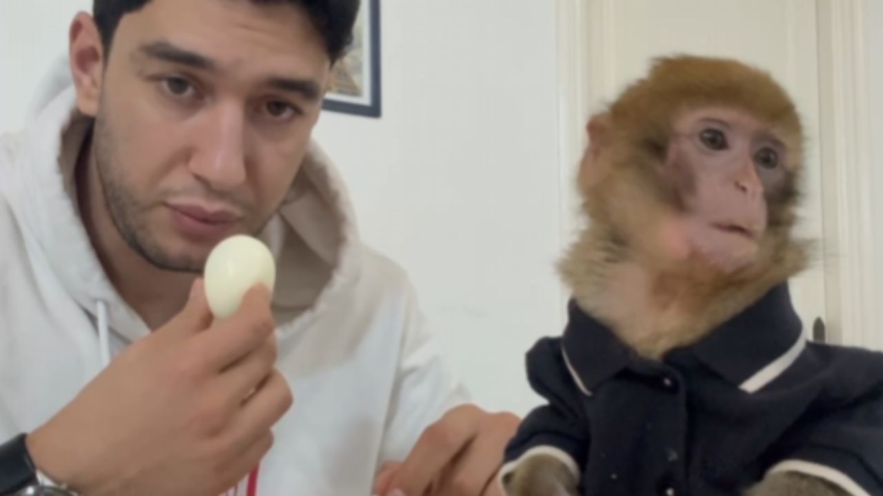 Monkey enjoys eating egg and smiles ear to ear