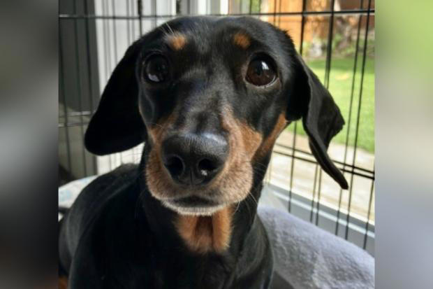 Unexpected £17,000 vet bills spark warning from south Essex dog owner