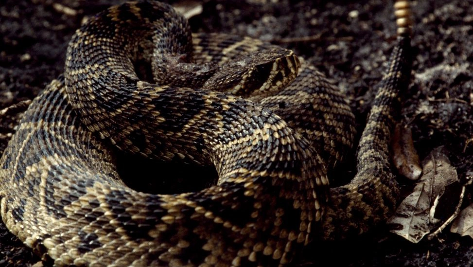Snake-smart tips for safer outdoor adventures