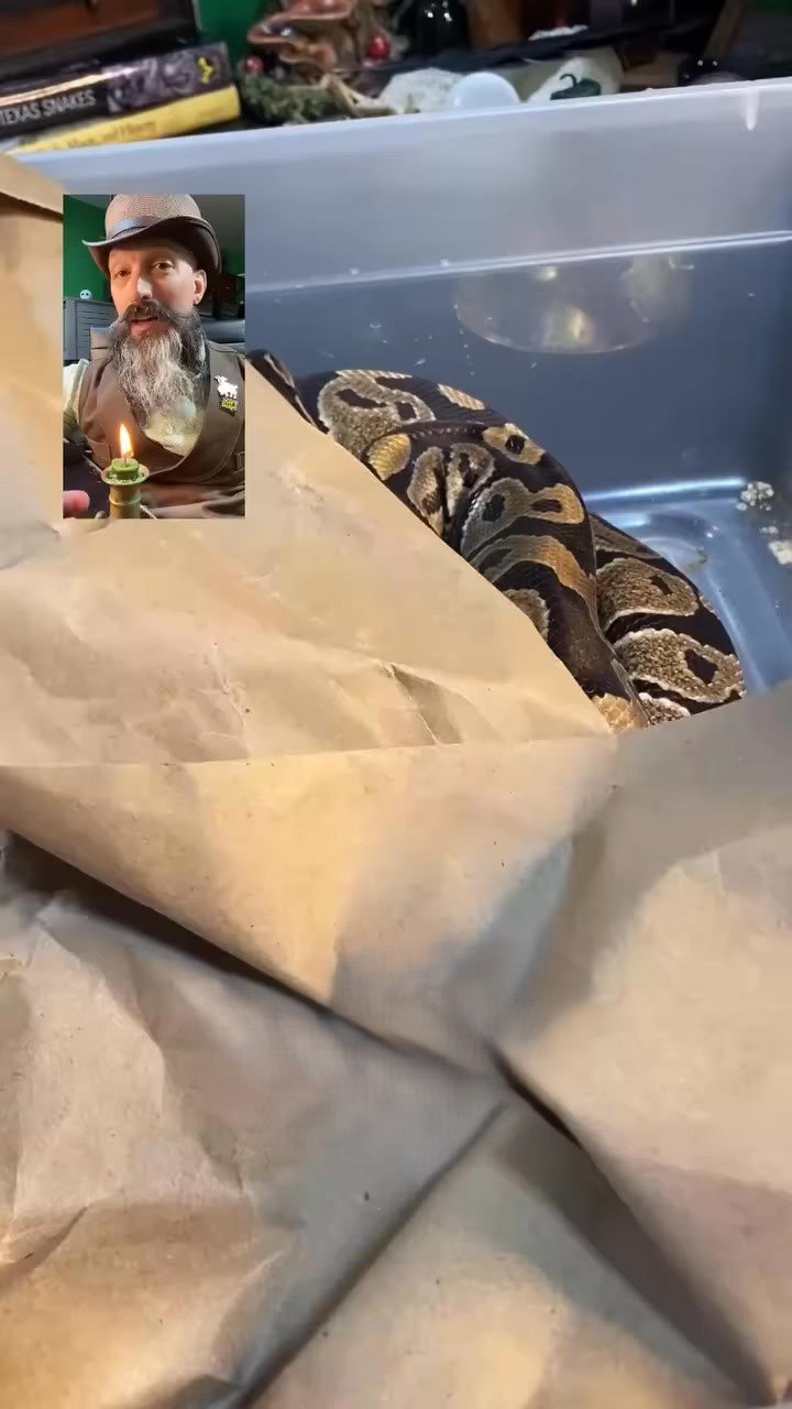 Different ball python clutch! I think I'll do this