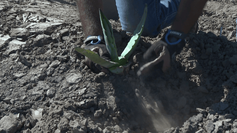 Madera Community College plants campus agave in next phase of drought ...