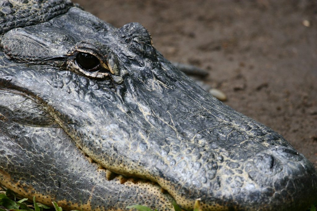 Why saltwater crocodiles are so dangerous