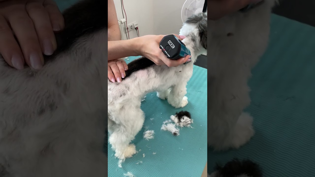 Fluffy dog makeover: Ultimate bath & grooming transformation!