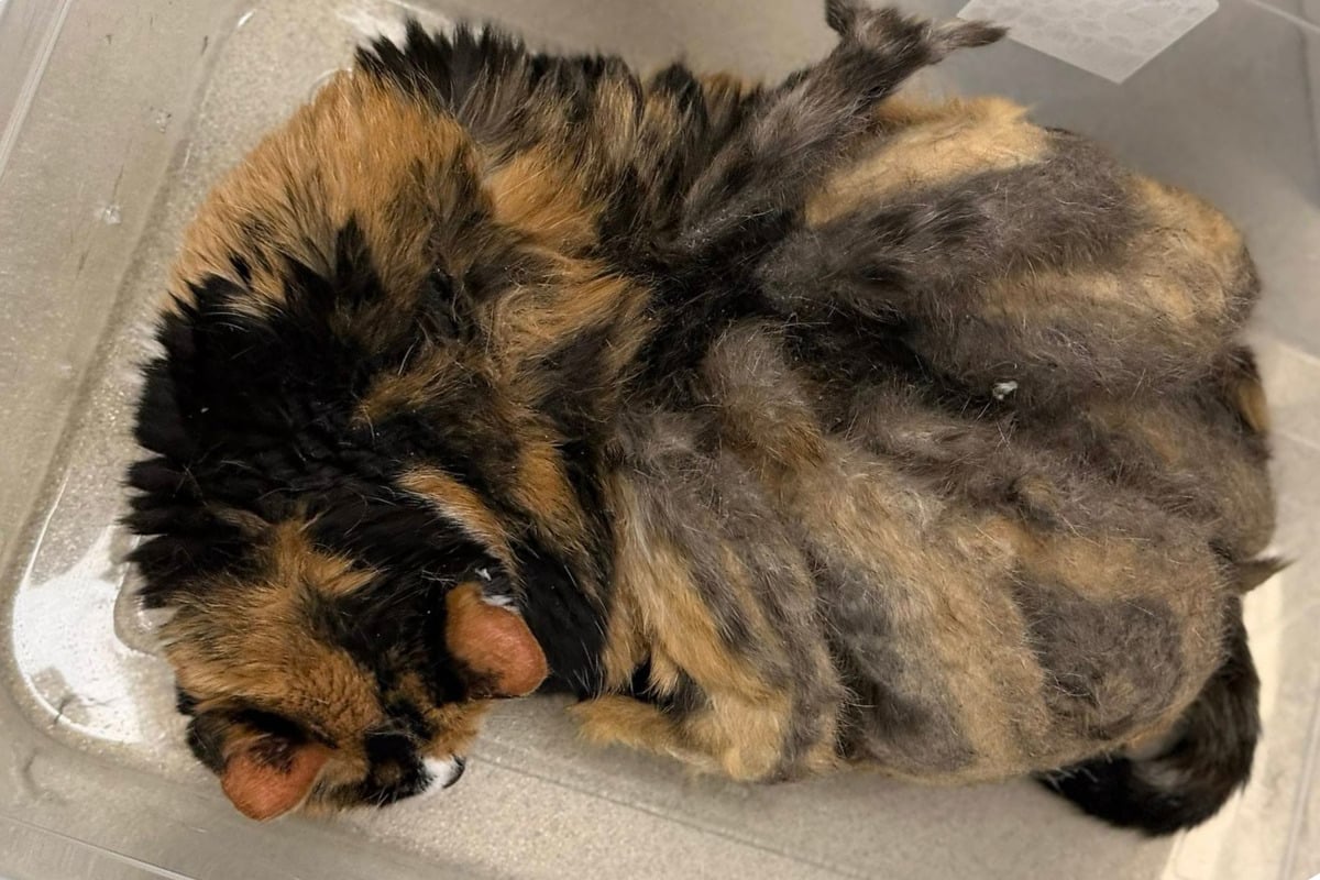 Shelter workers are horrified at condition of surrendered cat: "A case ...