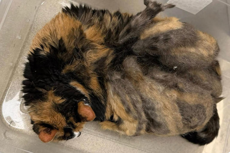 Shelter workers are horrified at condition of surrendered cat: "A case ...