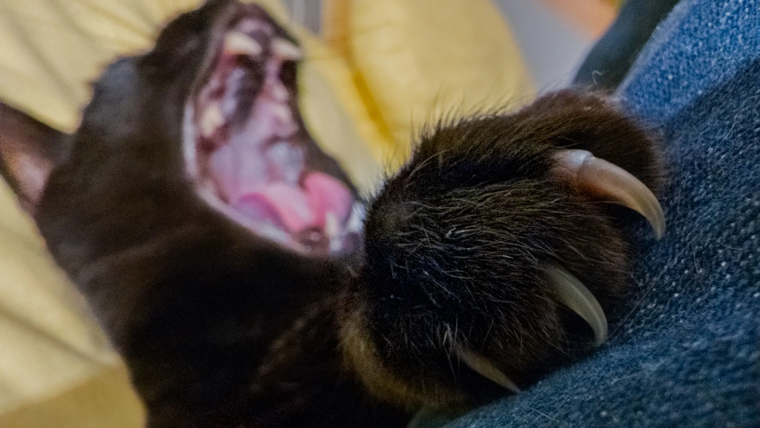 19 fierce and adorable 'murder mittens' cats