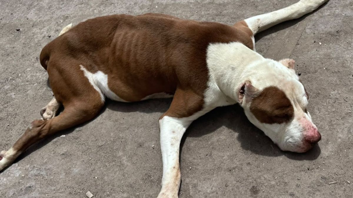 Perrito sufría en silencio y fue rescatado en Usme: no podía moverse ...