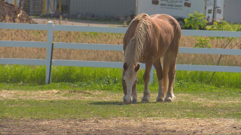 Exceptional Equestrians' new De Pere site to serve more people with ...