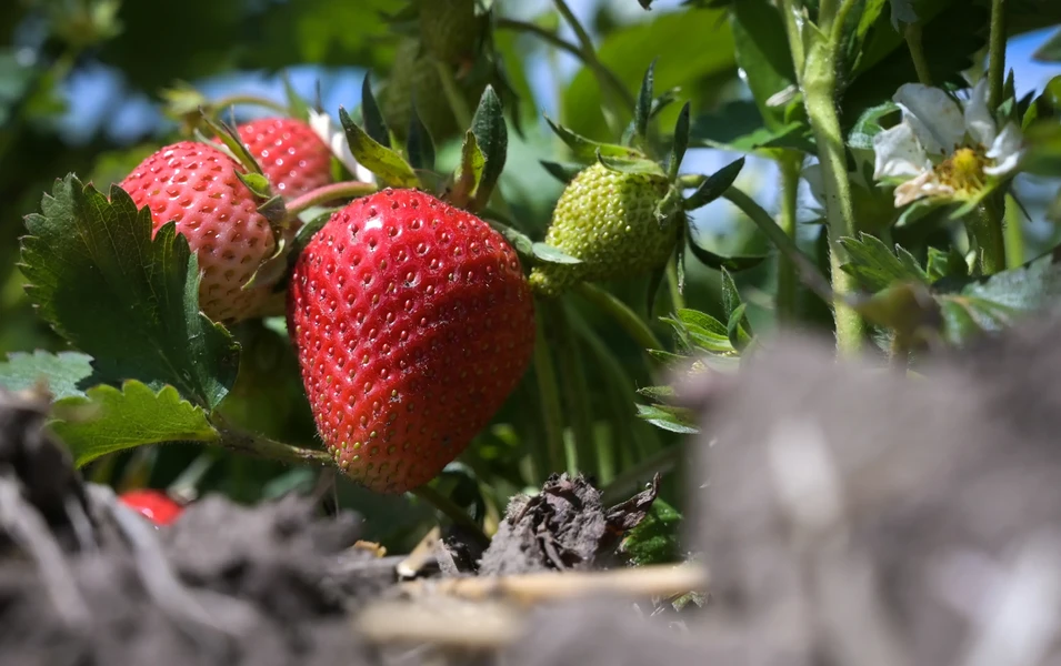 Strawberry desserts to sweeten your summer days