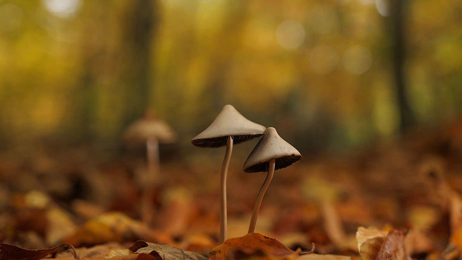 Why the hidden world of fungi matters for our future