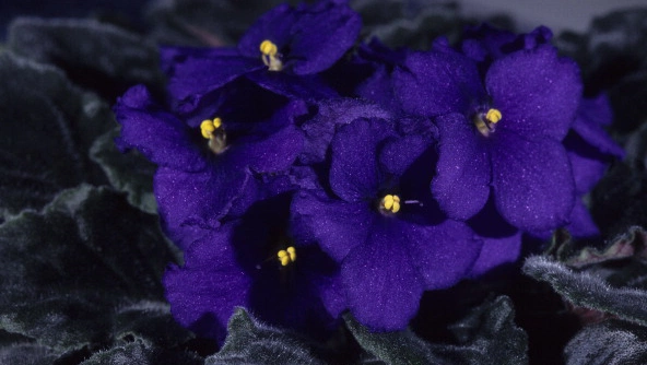 Master the art of African violet care