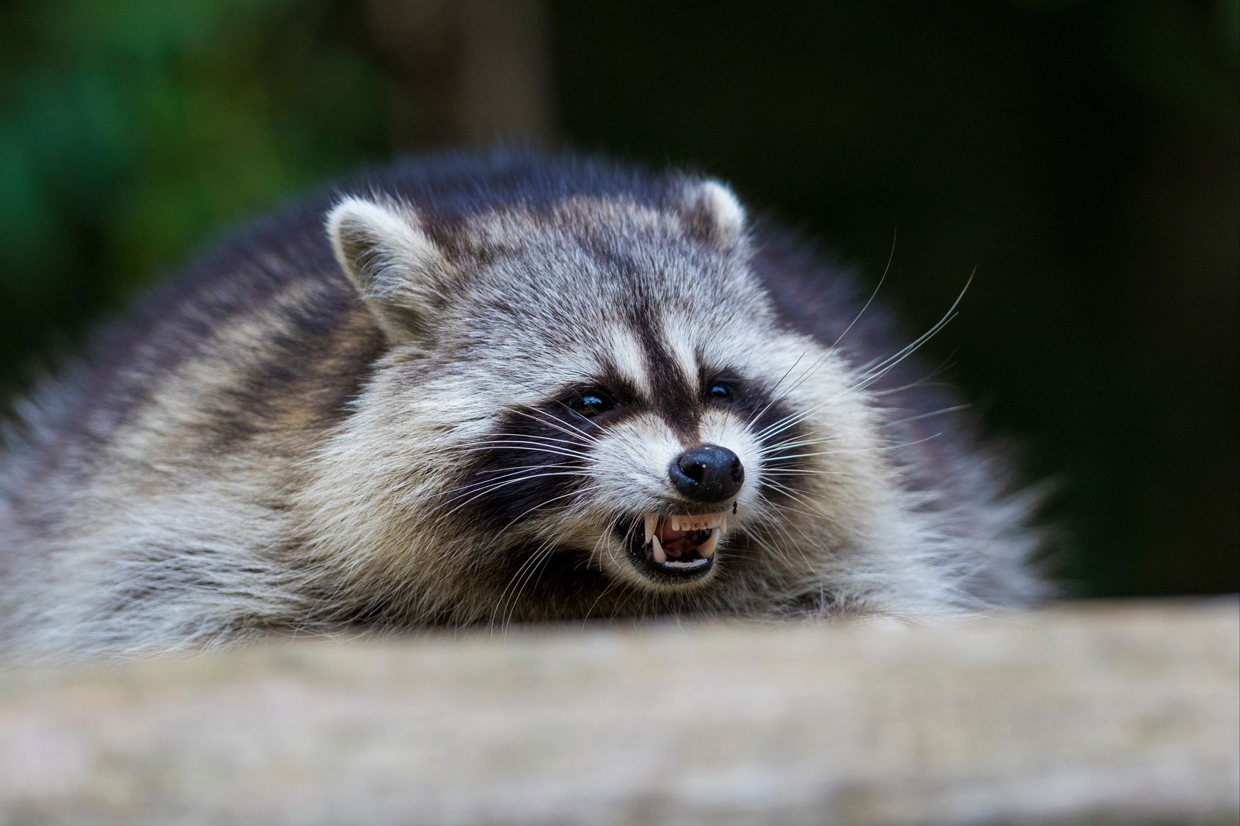 Raccoons bite 7-year-old boy, adult in separate broad daylight attacks ...