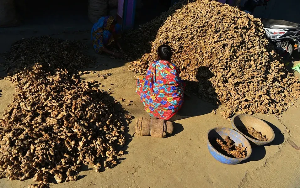 Ginger love: From roots to remedies