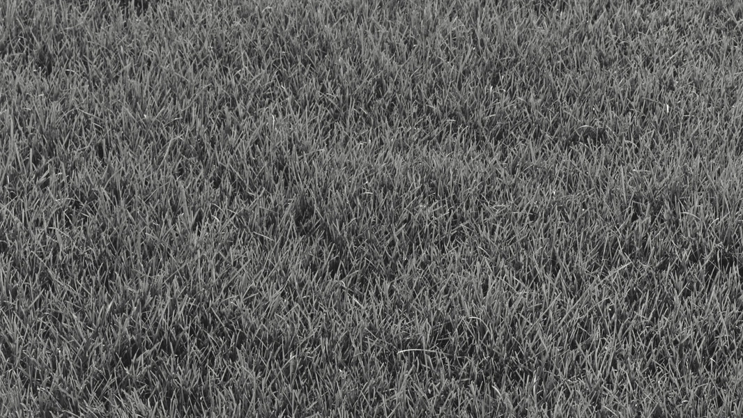 Smart lawn care tips for year-round green grass
