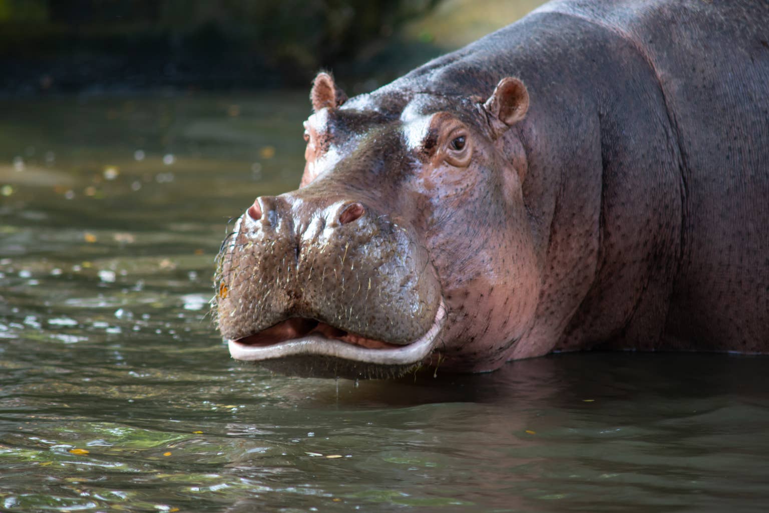 Cincinnati Zoo's Tucker the hippo turns 23 with a giant fruit cake surprise