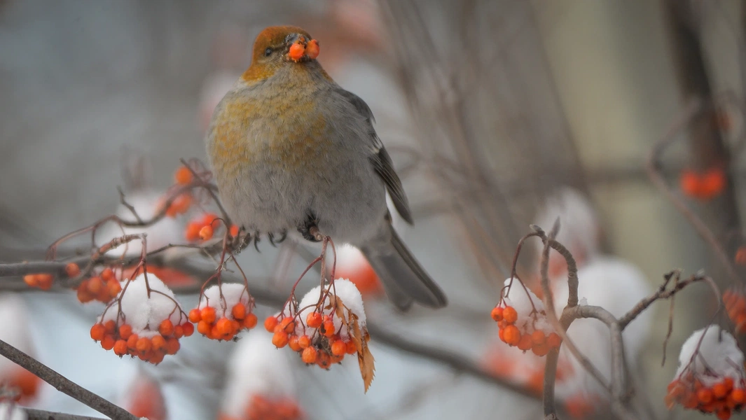 Create a backyard birds can’t resist