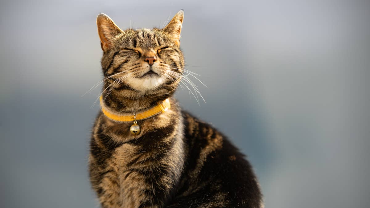 Special-needs cat with 'translucent marble' eyes has everyone swooning
