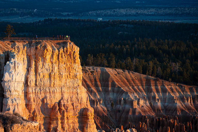 These 50-million-year-old giants are taller than the Statue of Liberty ...