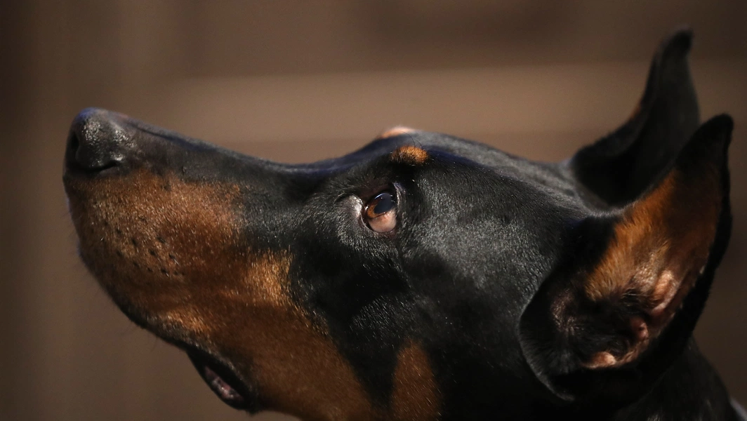 10 dog breeds with the most intense stares