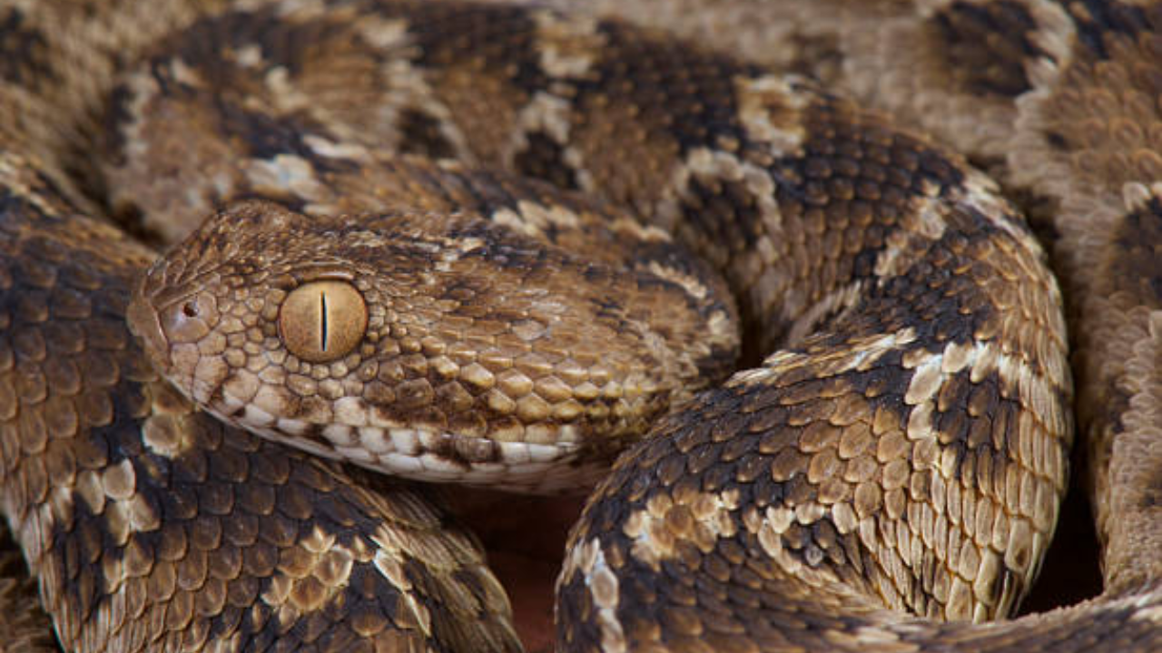 What do snake droppings look like? How to identify them and what to do next
