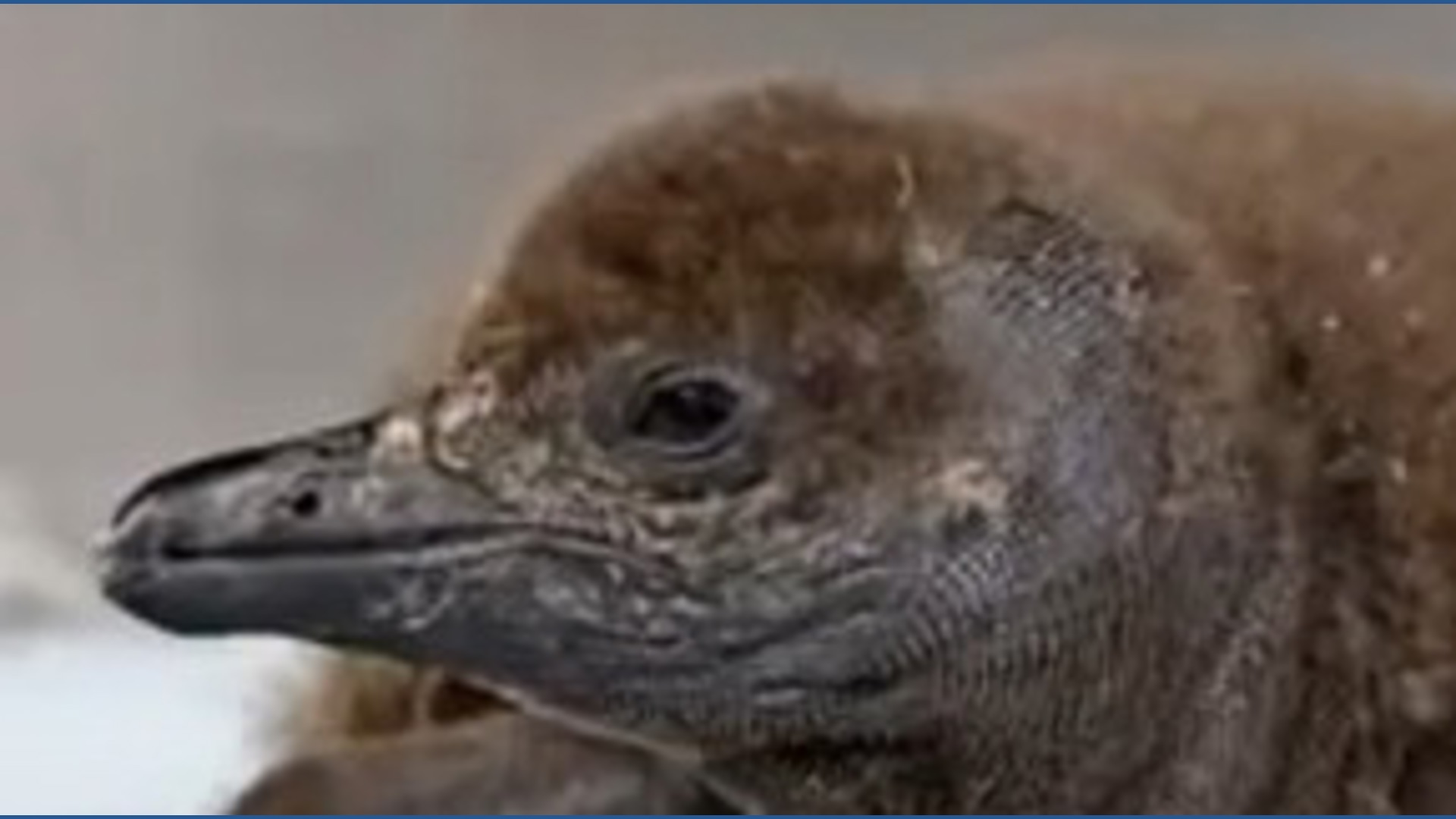 Cameron Park Zoo welcomes second African penguin chick